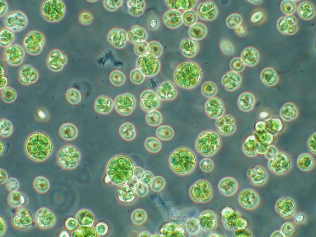 Microalgae – Marigan