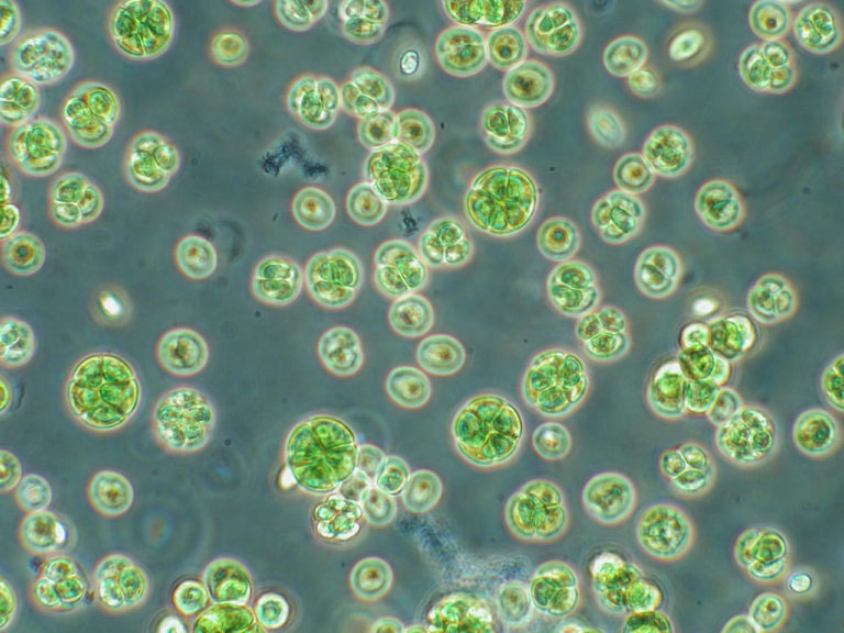 Microalgae – Marigan